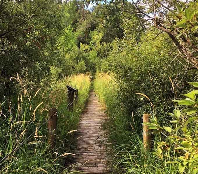 Boardwalks leading you through wetlands like nature's own private hallway to somewhere magical.