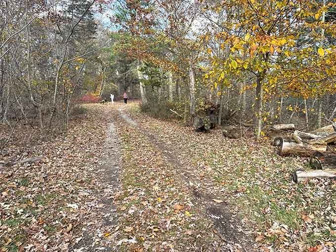 Leaf-covered trails in fall become nature's confetti parade, crunching satisfyingly beneath every single footstep.