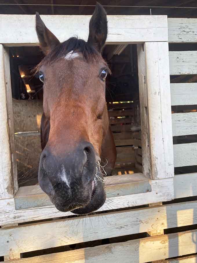 When a horse greets you at the fence like this, you know you've found a place where animals are truly happy.