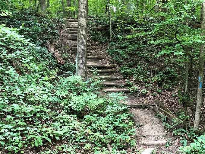 These rustic stairs climb through the woods like nature's own StairMaster, minus the gym membership and fluorescent lighting.
