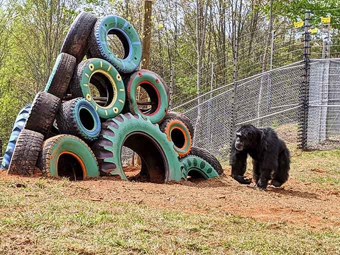 This creative tire sculpture demonstrates that art can emerge from the most unexpected materials when imagination takes the lead.