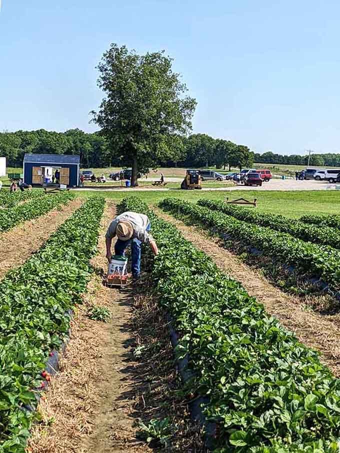 Berry picking requires dedication, a good back, and the willpower not to eat everything you harvest immediately.