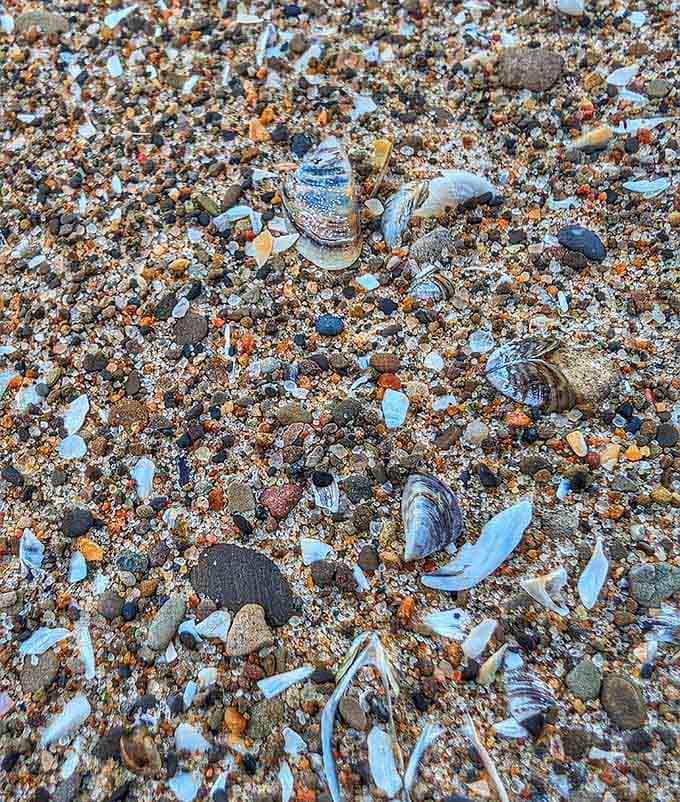 The treasure hunt begins with every step, shells and stones telling stories of Lake Erie's geological history.