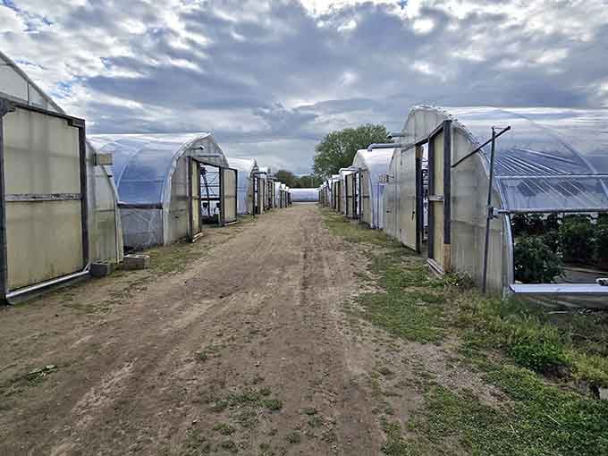 Greenhouse tunnels stretch toward dramatic skies, growing fresh produce while the rest of us struggle to keep houseplants alive.