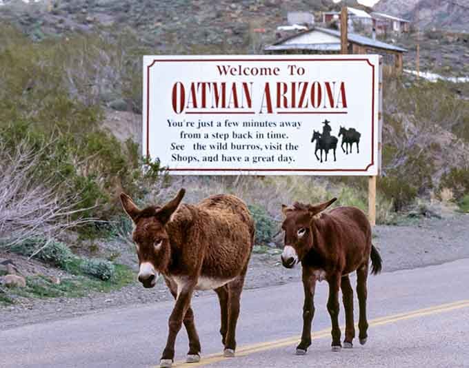 Two burros pose perfectly by the welcome sign, clearly understanding their role as Oatman's official greeters and photo opportunity providers.