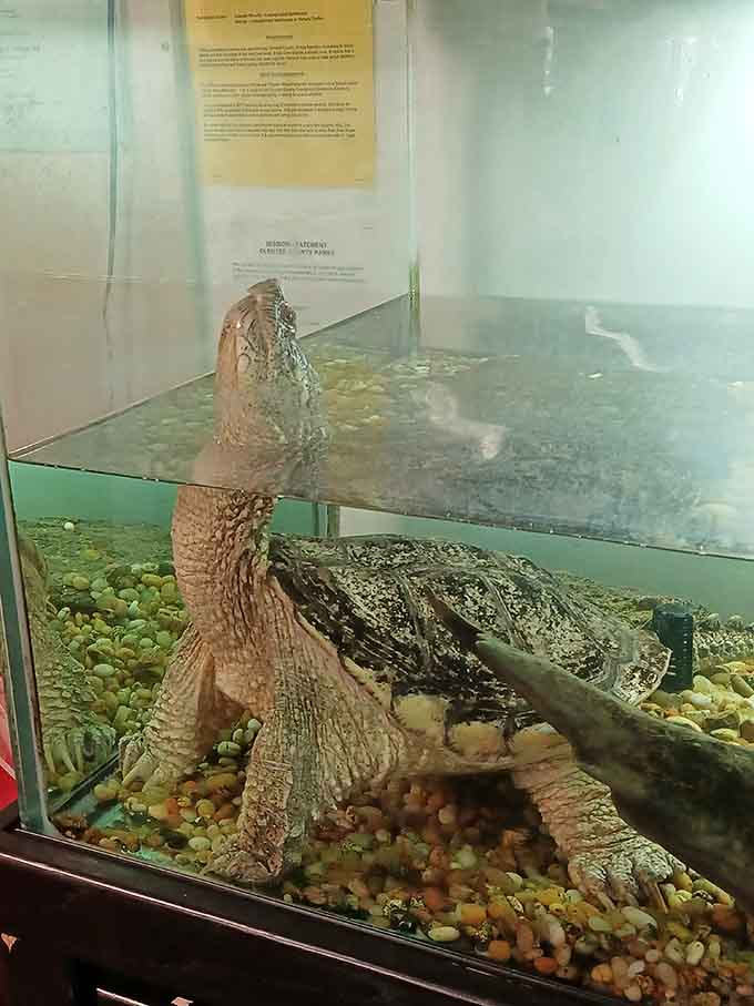 Even the turtles here get better aquarium views than most downtown apartments offer.