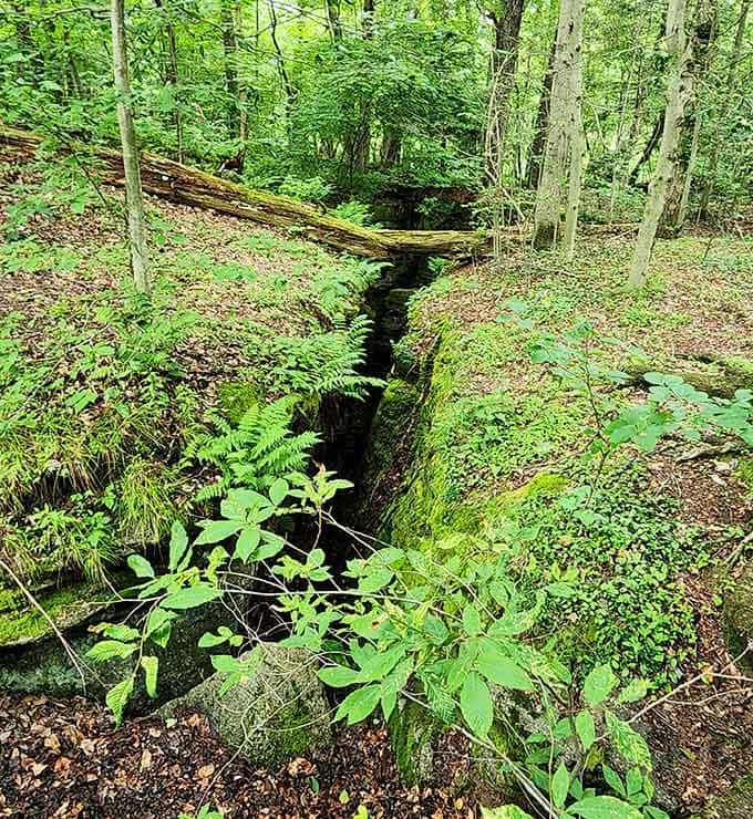 Deep forest crevices beckon the curious, offering hidden passages that make you feel like a proper explorer on assignment.