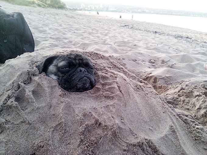 Someone's pup discovered the ultimate spa treatment: a full-body sand exfoliation with lake views.