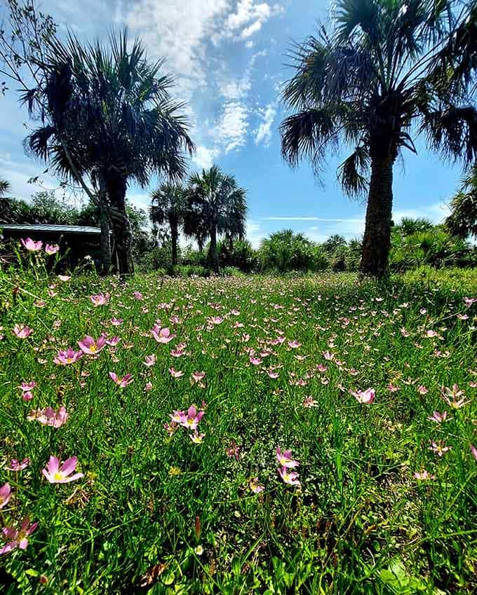 Wildflowers carpet the ground beneath palms, creating a scene so pretty it almost seems staged for your Instagram feed.