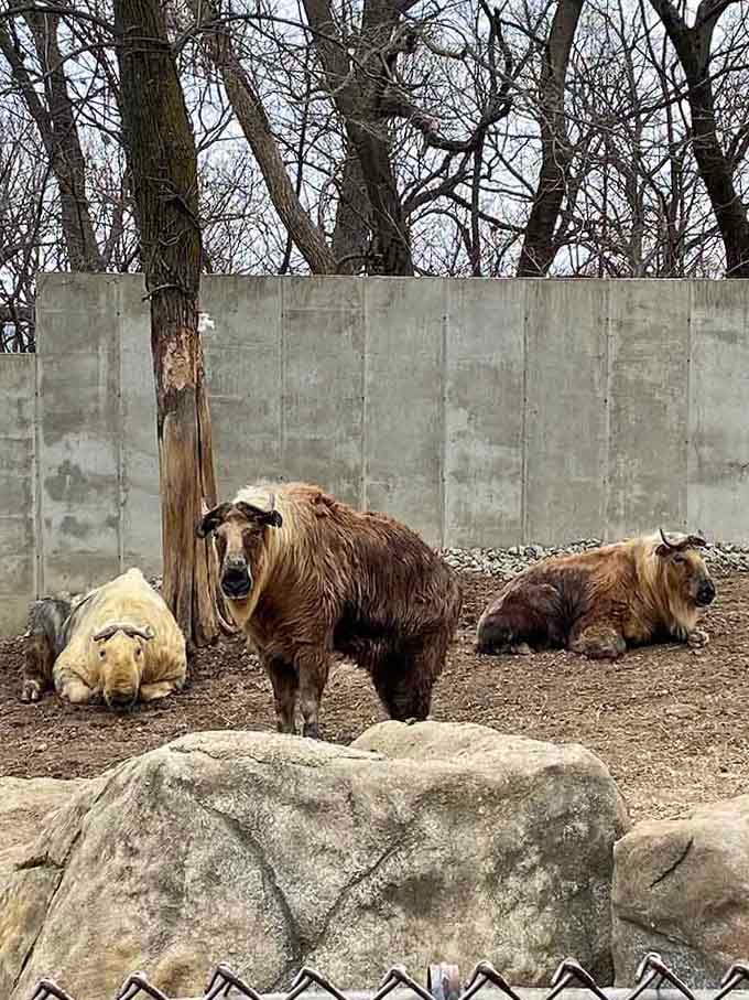 These takin look like nature couldn't decide between making a goat or buffalo, so it split the difference.