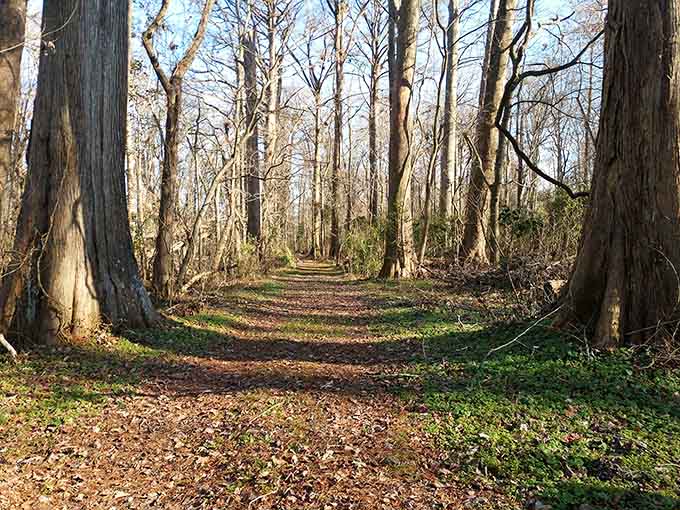 Forest trails carpeted with leaves invite you to slow down and actually breathe for once.