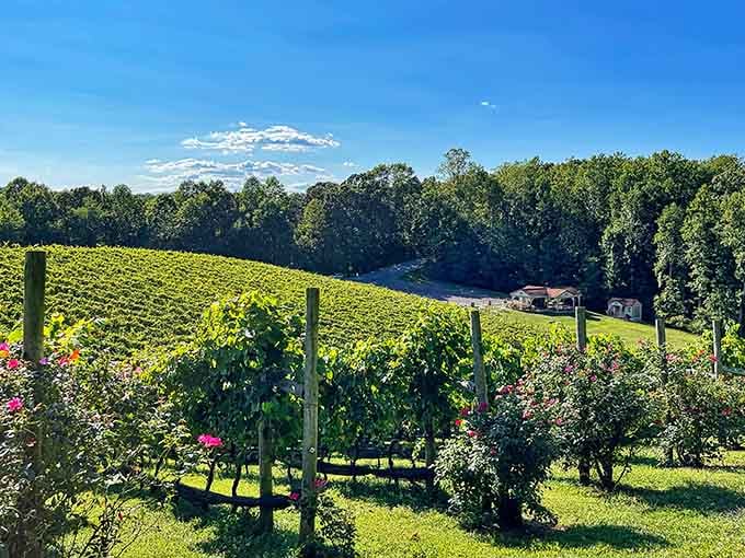 These vineyard views prove Virginia's been hiding some serious scenic credentials that rival anything out West.