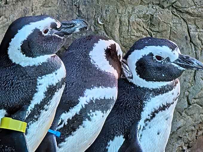 These penguins huddle together like old friends sharing gossip, their matching tuxedos making every moment Instagram-worthy and adorable.