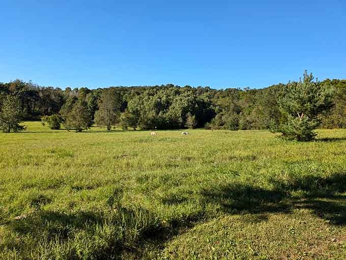 Dogs living their absolute best lives on acres of open space, which is basically canine heaven.