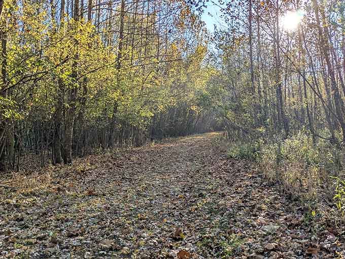 Autumn trails glow with golden light, making every step feel like walking through a living impressionist painting.