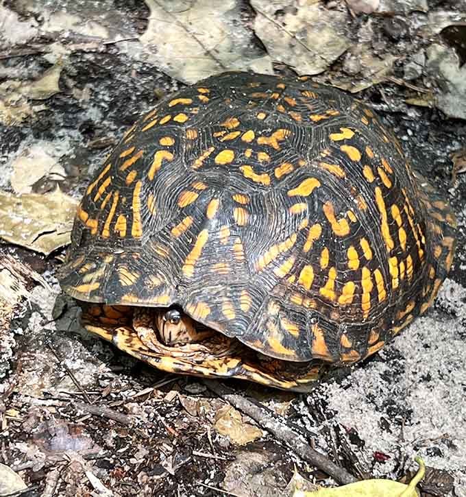 Box turtles sporting patterns that would make any fashion designer jealous, just casually crossing your path.