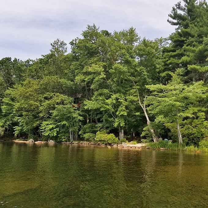 Dense woodland canopy providing shade, serenity, and that fresh air your lungs have been desperately craving lately.