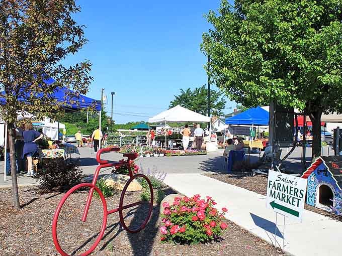The farmers market buzzes with that rare energy where neighbors actually talk to each other instead of scrolling phones.