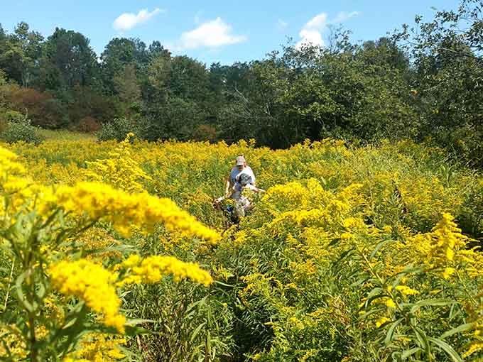 A sea of golden blooms that proves Pennsylvania's natural beauty doesn't need a filter to look absolutely incredible.