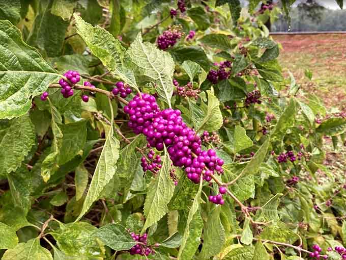 These vibrant purple beautyberries pop against green leaves like nature's own jewelry collection, no clasp needed.