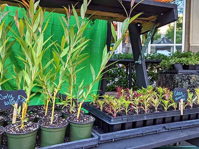 Even the potted plants get the VIP treatment here, waiting for their chance to brighten someone's home or garden.