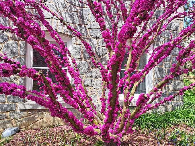 Redbud branches explode with magenta blooms directly from the bark, because this tree doesn't believe in subtlety.