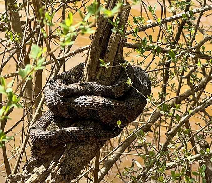 Wildlife still thrives at Scull Shoals, so watch your step and remember you're visiting their home, not the other way around.