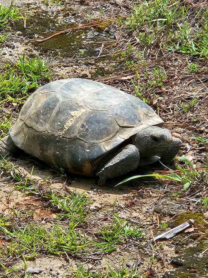 Meet one of the park's gopher tortoises, a living reminder that slow and steady really does win the race.
