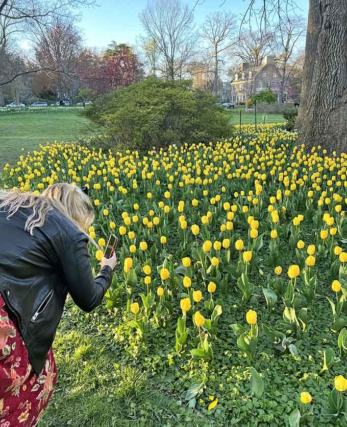 When the tulips are this photogenic, even amateur photographers suddenly feel like they know what they're doing here.