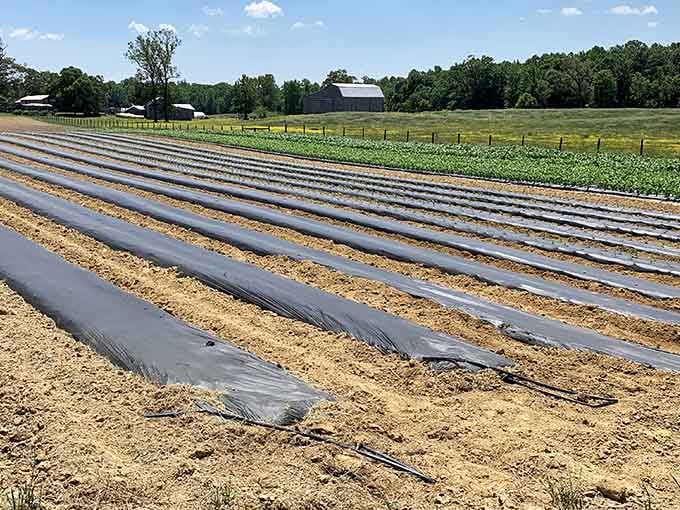 Prepared rows await planting season, showing the careful preparation that goes into every berry you'll eventually enjoy picking.