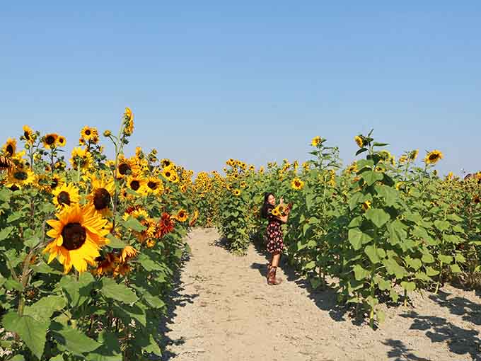 Golden sunflowers stretching toward blue skies create Instagram moments that don't require filters or professional photography skills.