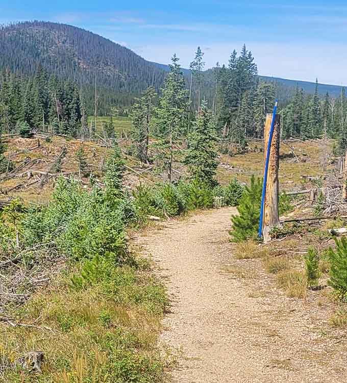 State Forest State Park's trails wind through recovering forest, showing nature's resilience in every new green shoot.
