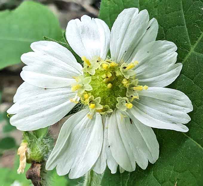 Even the wildflowers here seem tougher than average, thriving where most houseplants would stage a dramatic exit.