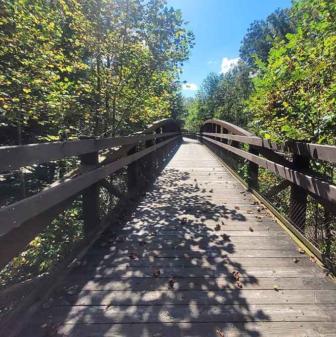 Dappled sunlight dances across wooden planks, leading you deeper into the forest's peaceful embrace ahead.