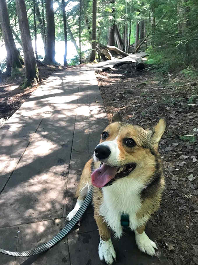 Even your four-legged friends can experience the majesty of Tahquamenon. This corgi clearly approves of the destination choice.