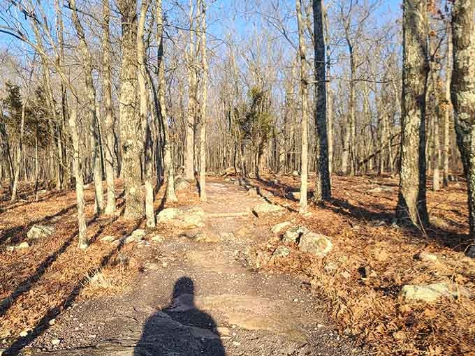 Leaf-strewn paths in autumn create nature's own carpet, crunching underfoot like the world's most satisfying soundtrack.