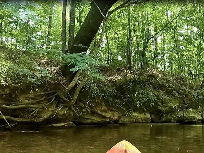 Ancient tree roots create natural sculptures that remind you how long this creek's been here.