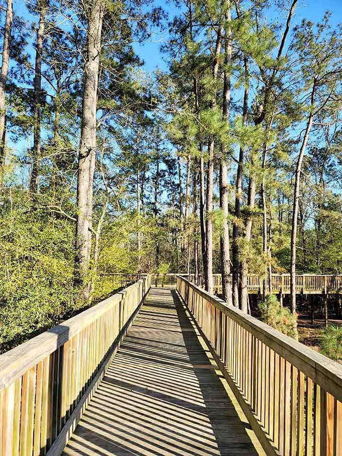 The entrance boardwalk stretches invitingly through the pines, building anticipation with every step toward your aerial adventure.