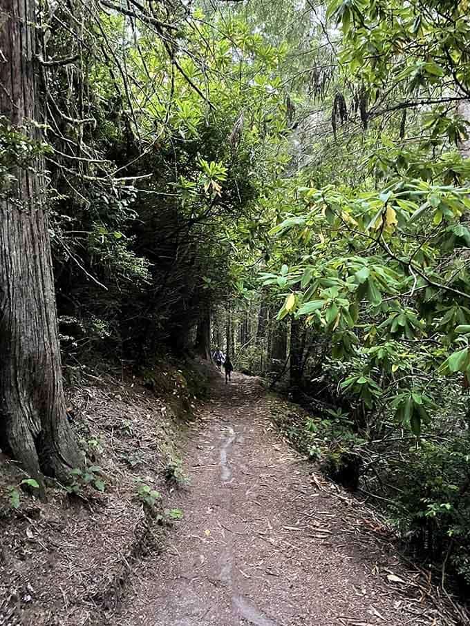 Rhododendrons lining the path create a tunnel of green that feels like walking through nature's own cathedral hallway.