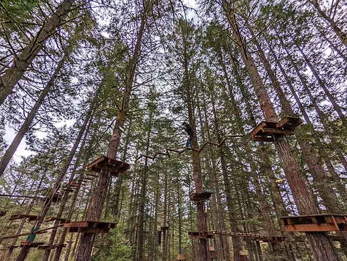 Wooden platforms dot the forest canopy like treehouse dreams come to life, connected by challenges that build character and muscle.