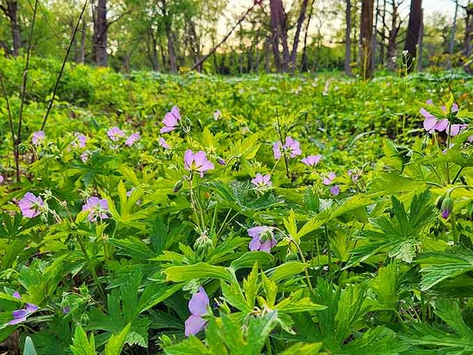 Spring wildflowers proving that nature's decorating skills put the rest of us to shame completely.