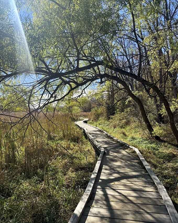 The boardwalk stretches ahead like a wooden ribbon gift-wrapped by nature for anyone willing to explore.
