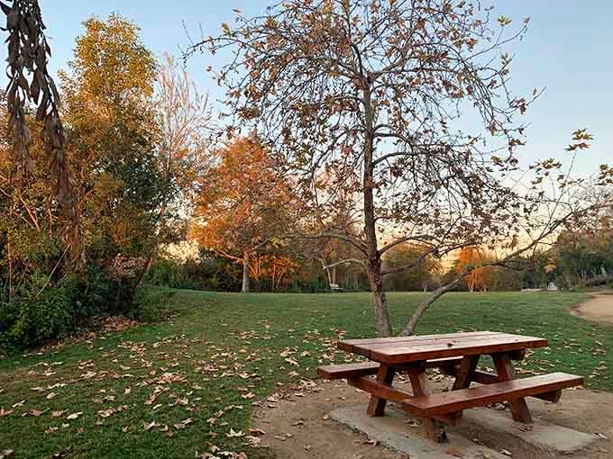 A classic wooden picnic table offers front-row seats to nature&rsquo;s show, with no reservation required for this dining experience.