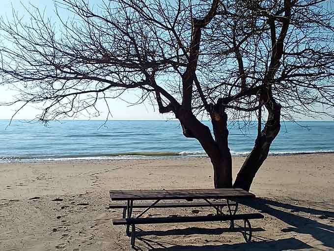 Picnic tables under bare trees frame the water view, perfect for meals that taste better with sand nearby.