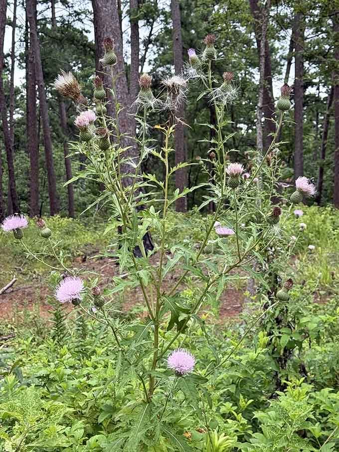 These delicate wildflowers stand tall against the forest backdrop, small but refusing to be ignored by passersby.