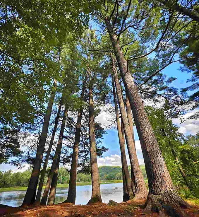 Towering pines that make you feel appropriately small in the best possible way.