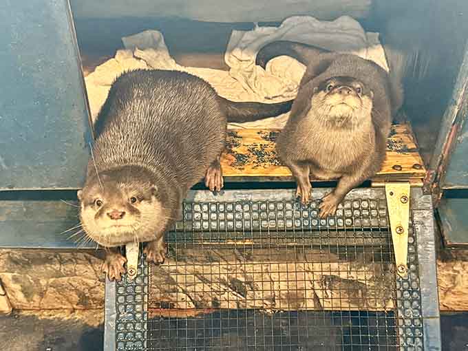 Two otters pose together like they're about to drop the hottest album of the year, all attitude and whiskers.
