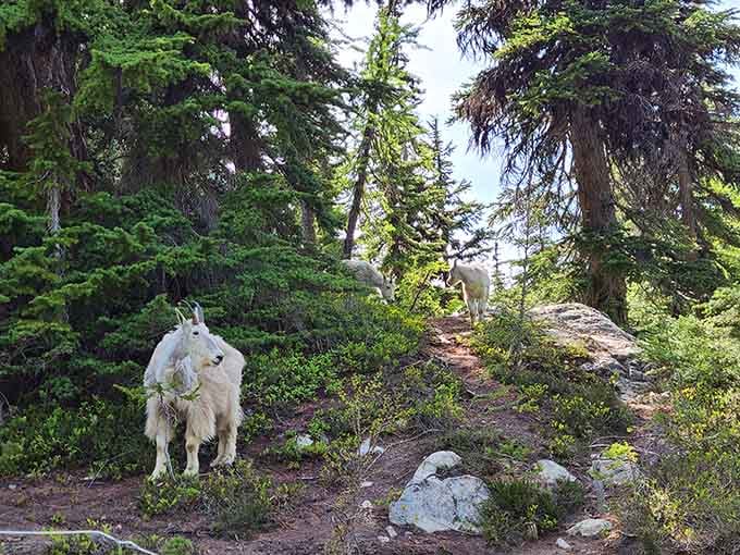 Mountain goats casually photobombing your hiking trail like they own the place, which, let's be honest, they kind of do.
