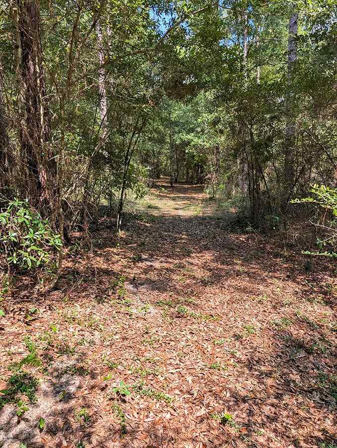 Dappled sunlight creates a patchwork of shadows that shifts and dances with every breeze.