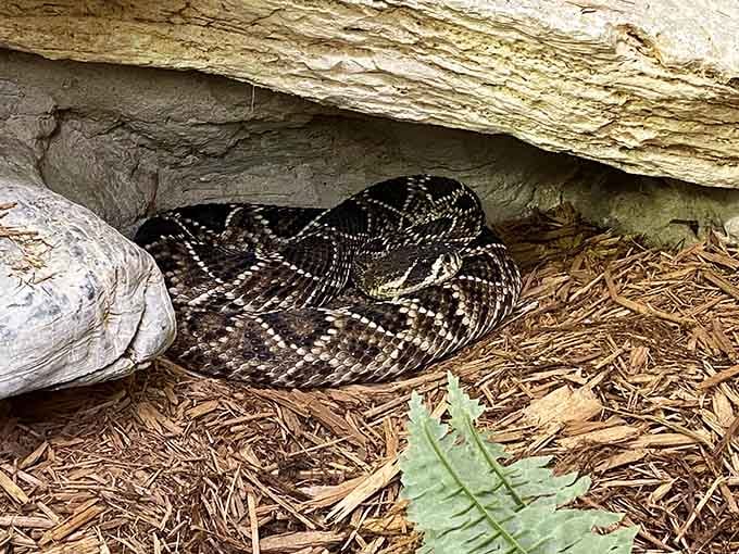 Snakes coiled beneath logs demonstrate that not every resident needs to be cuddly to be fascinating.